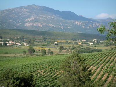 Le vignoble corse - Guide Gastronomie & Vacances